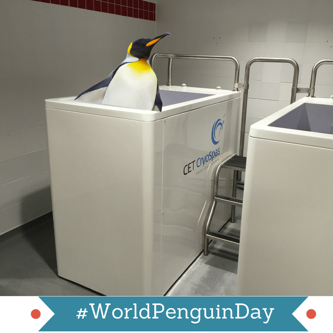 Journée mondiale du pingouin - CET CryoSpa - Le leader mondial des ...